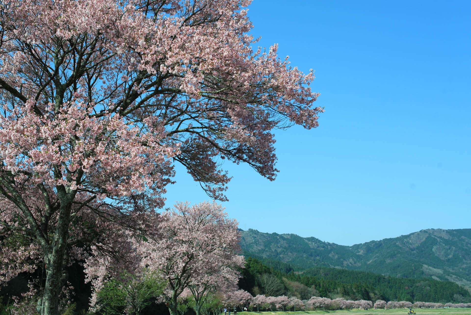 桜と天の川: ゴーマルアクロのブログ2
